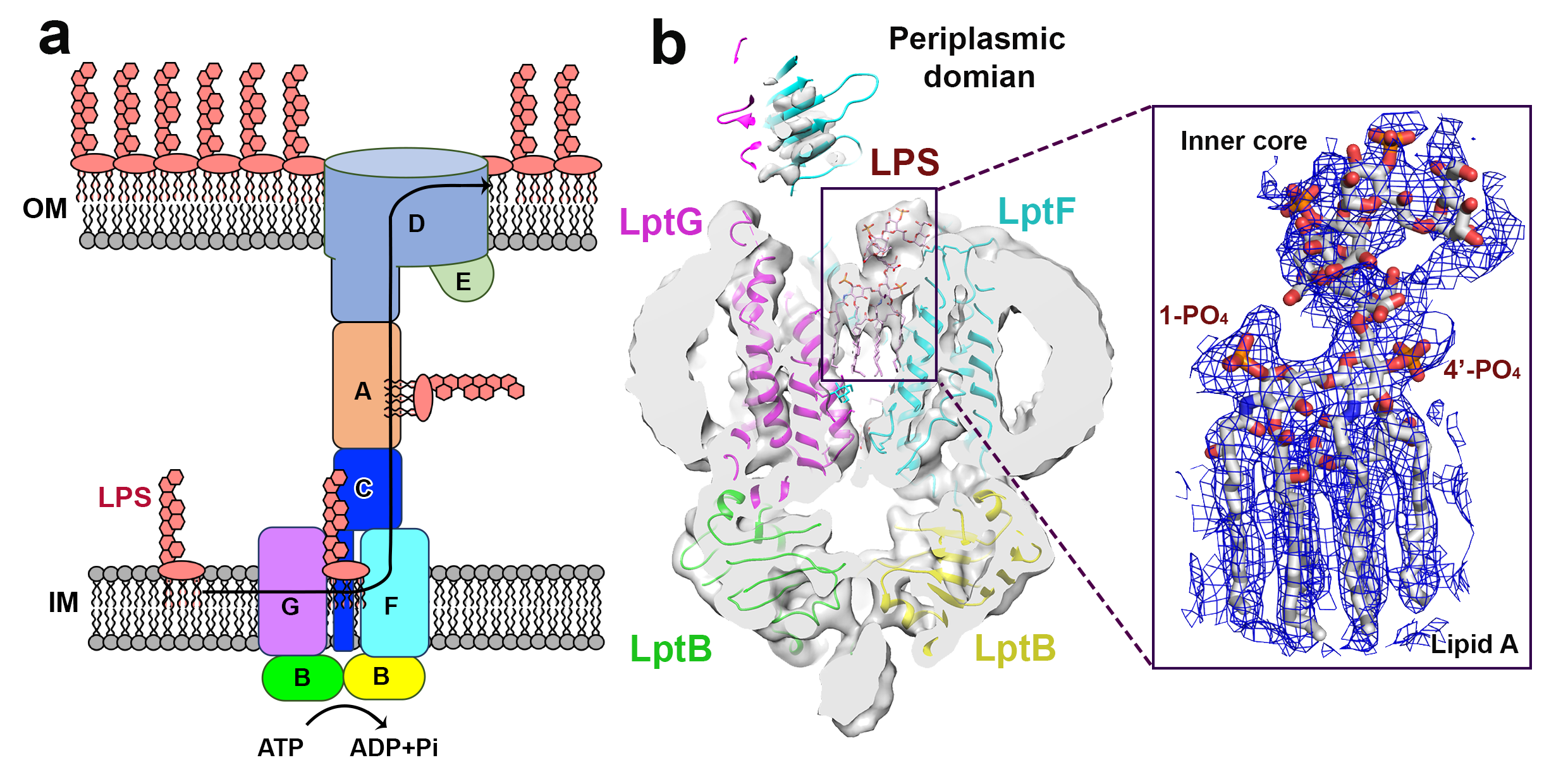生物国重实验室董浩浩团队在Nature Communications上发表文章--解析脂多糖转运体LptB2FGC与脂多糖或AMP-PNP结合 ...