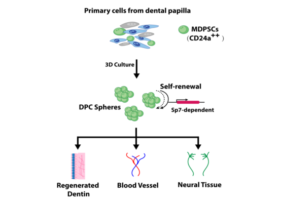我校华西口腔与生科学院联合在Science Advances发文 发现并鉴定一种新型CD24a+牙髓再生多能干细胞-MDPSCs-四川大学 ...