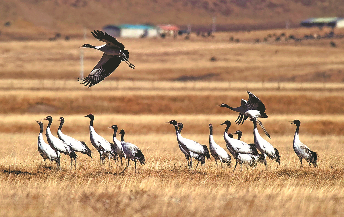 【CHINA DAILY】Symbol of fidelity hides little secret-Study reveals surprising mating behaviors of ...