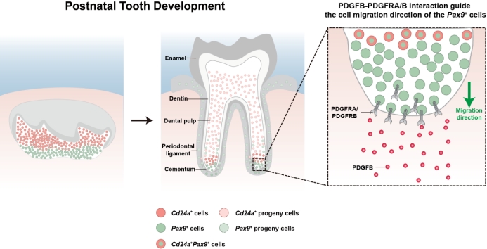 生命科学学院李中瀚、空军军医大学李蓓等合作揭示Cd24a+和Pax9+双层牙源干细胞中心介导了牙齿出生后的器官发育过程-四川大学 ...